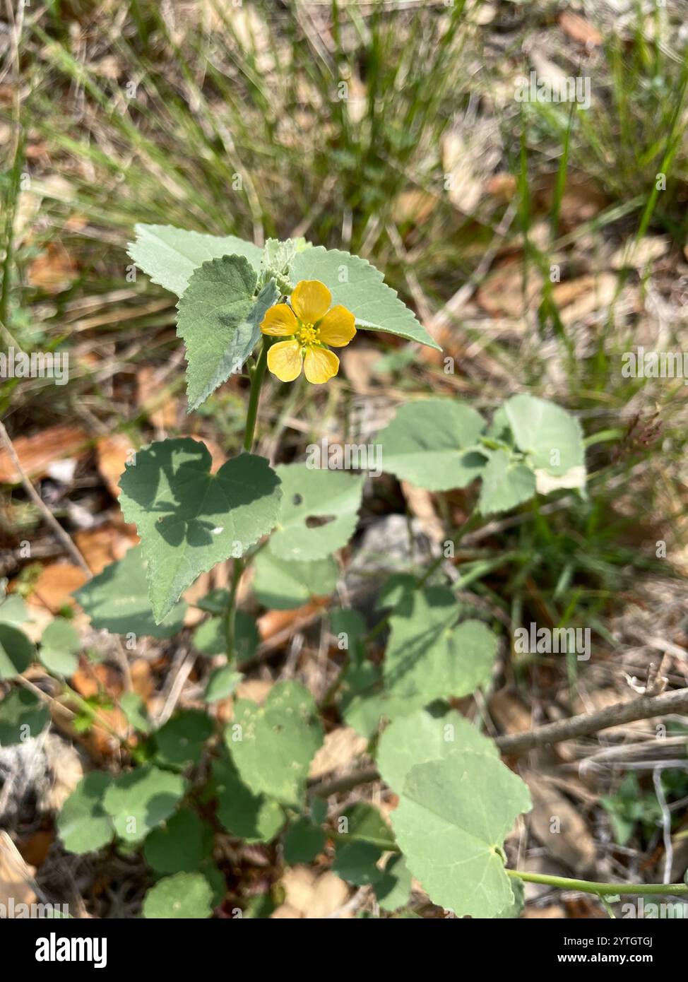 sweet Indian Mallow (Abutilon fruticosum Stock Photo - Alamy