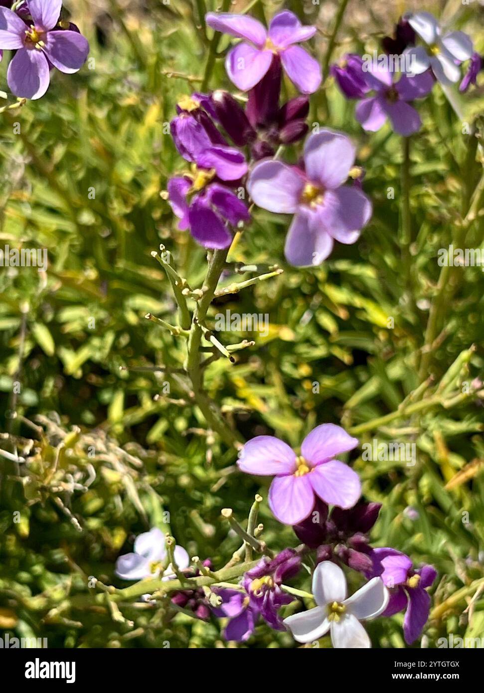 mustard family (Brassicaceae Stock Photo - Alamy