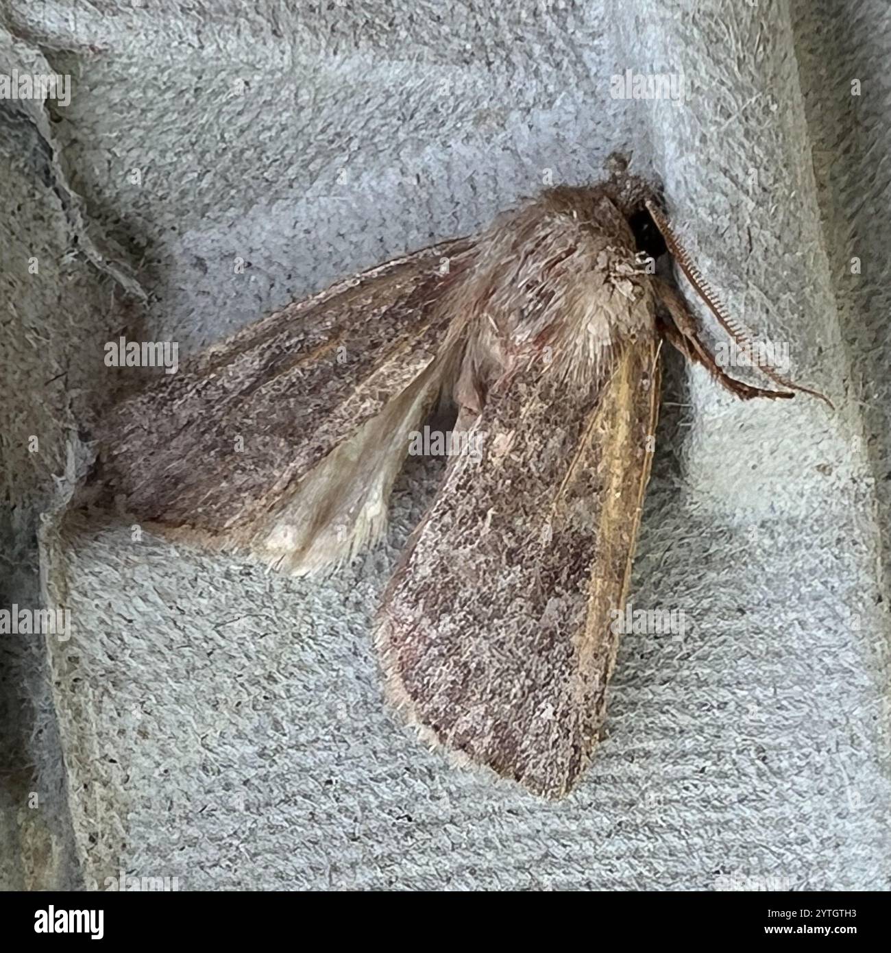 Cutworms and Dart Moths (Noctuinae Stock Photo - Alamy