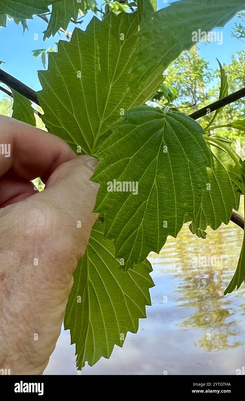 northern arrowwood (Viburnum recognitum Stock Photo - Alamy