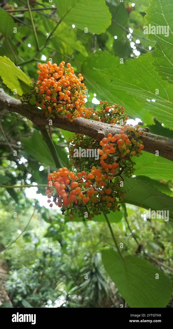 Urera caracasana hi-res stock photography and images - Alamy