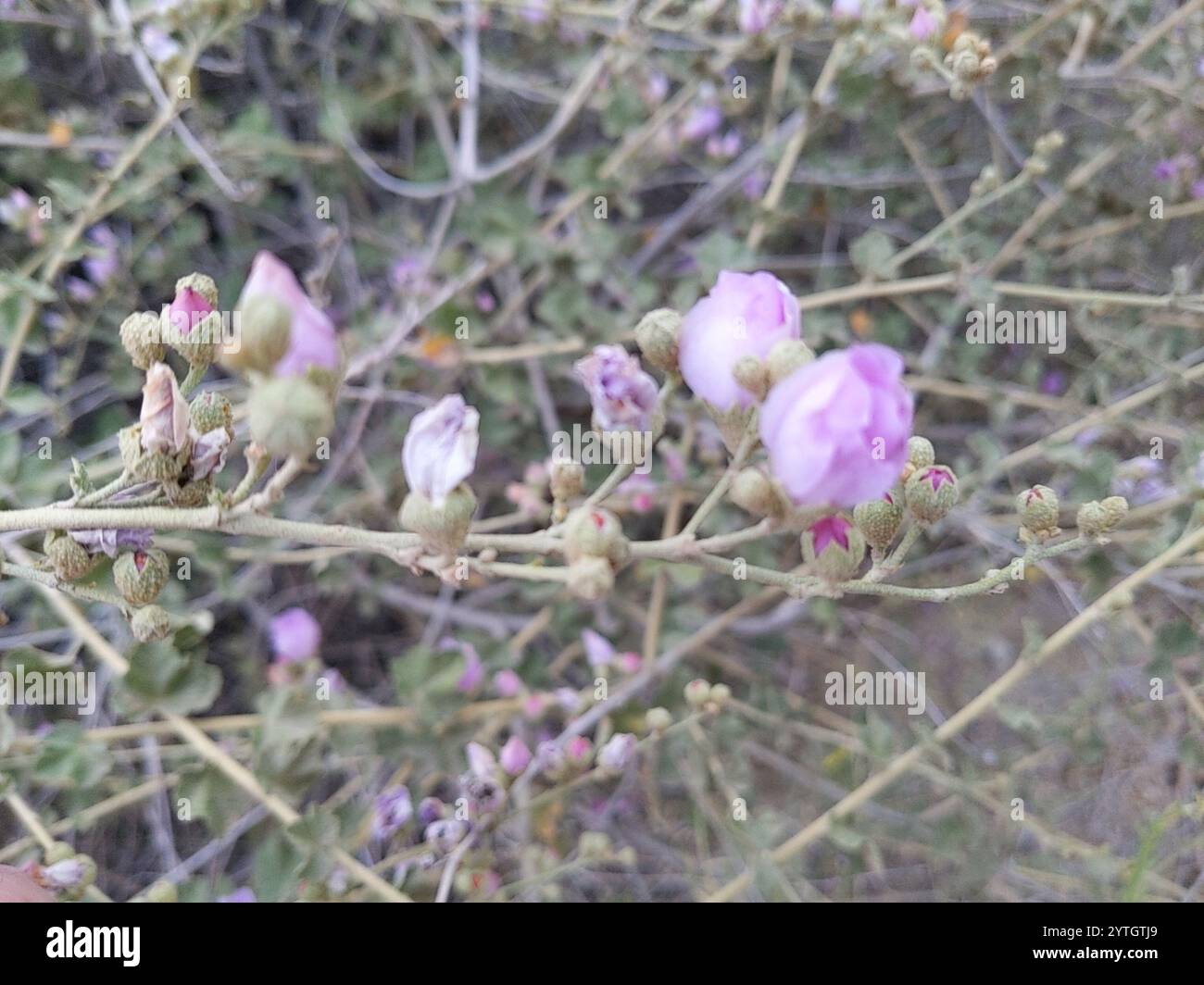 southern coastal bushmallow (Malacothamnus fasciculatus Stock Photo - Alamy