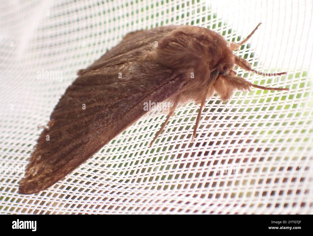 Clay Monkey (Phyllalia patens Stock Photo - Alamy