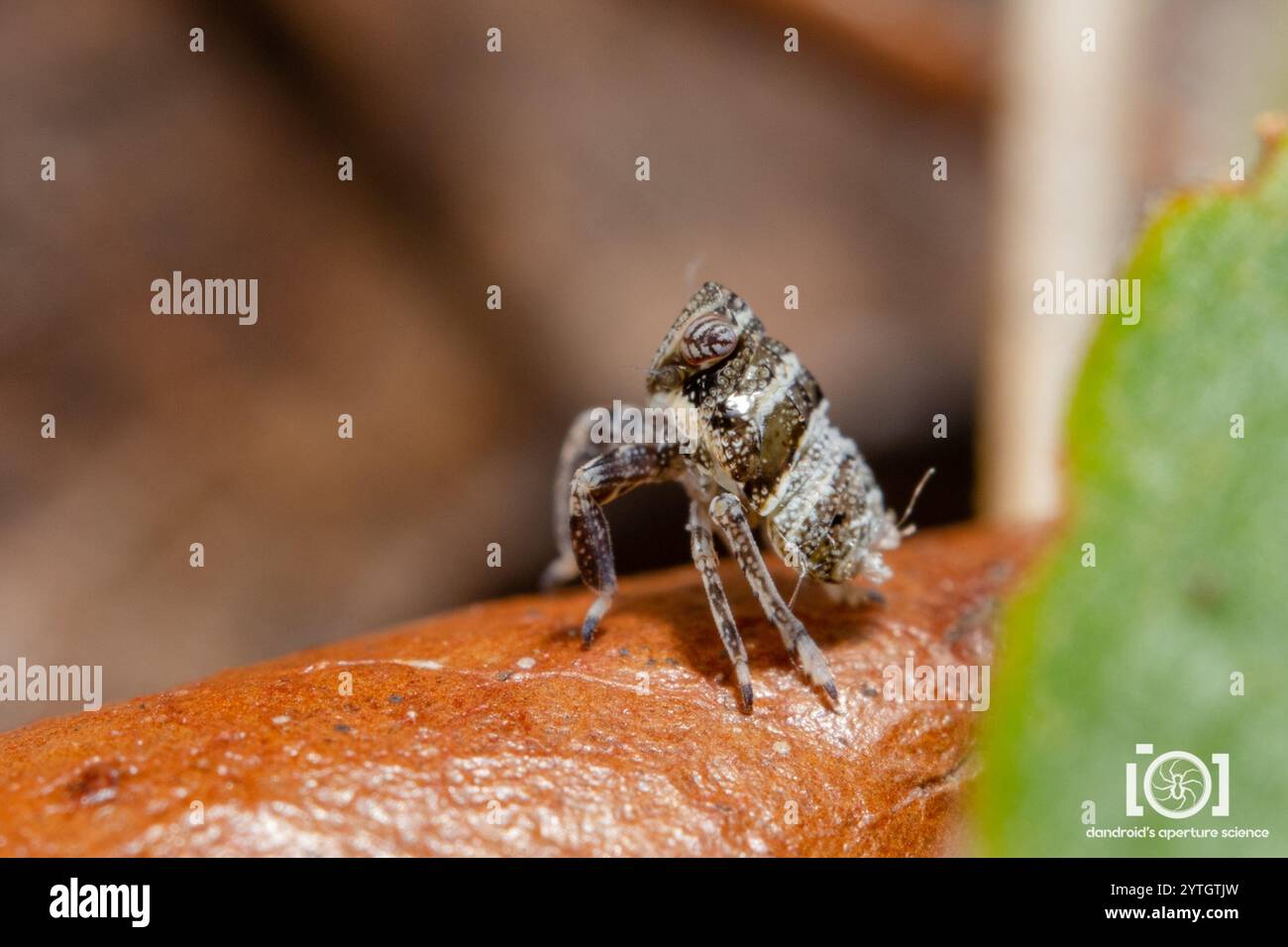 Black Leaf-leg (Phylloscelis atra Stock Photo - Alamy