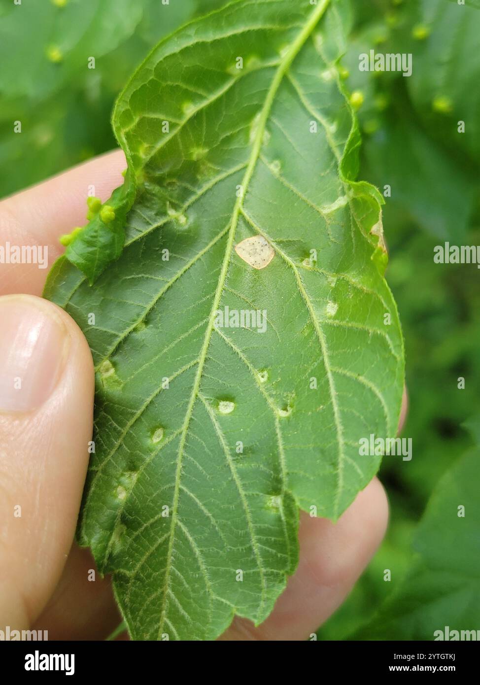 box elder pouch gall mite (Aceria negundi Stock Photo - Alamy