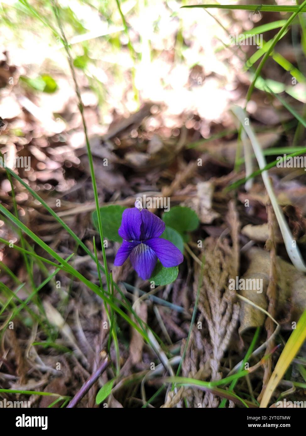hookedspur violet (Viola adunca Stock Photo - Alamy