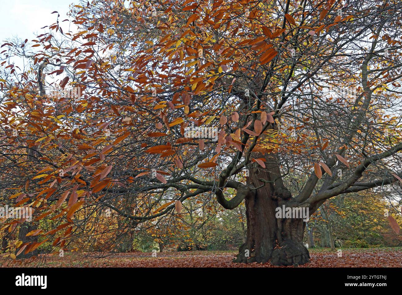 Mature Sweet Chestnut tree, the branches sweeping out from a deeply ...