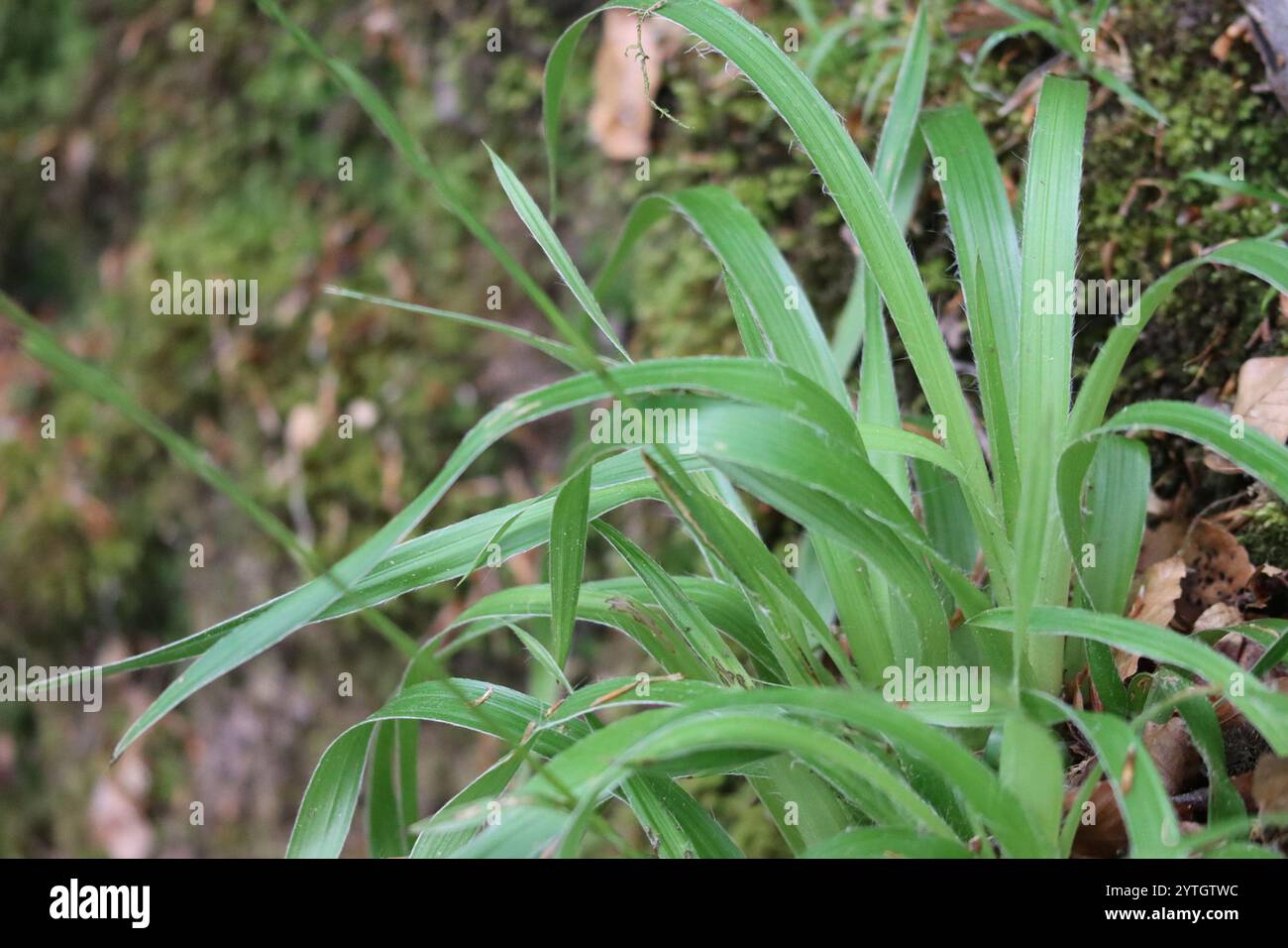Great Woodrush (Luzula sylvatica Stock Photo - Alamy