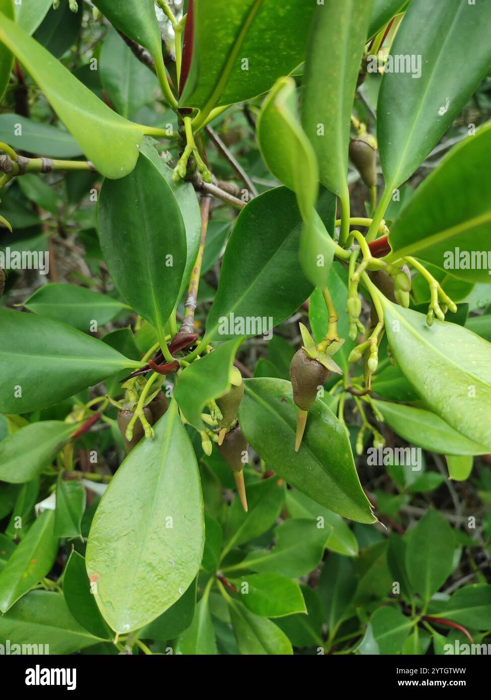 spotted mangrove (Rhizophora stylosa Stock Photo - Alamy