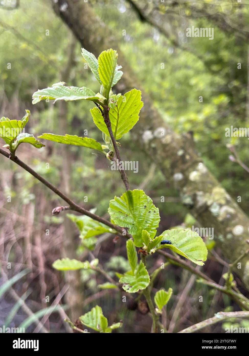 common alder (Alnus glutinosa Stock Photo - Alamy