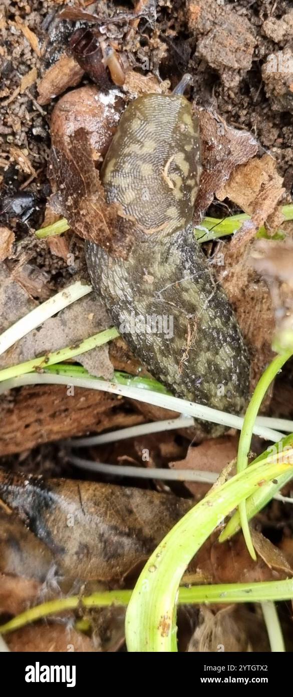 Green Cellar Slug (Limacus maculatus Stock Photo - Alamy