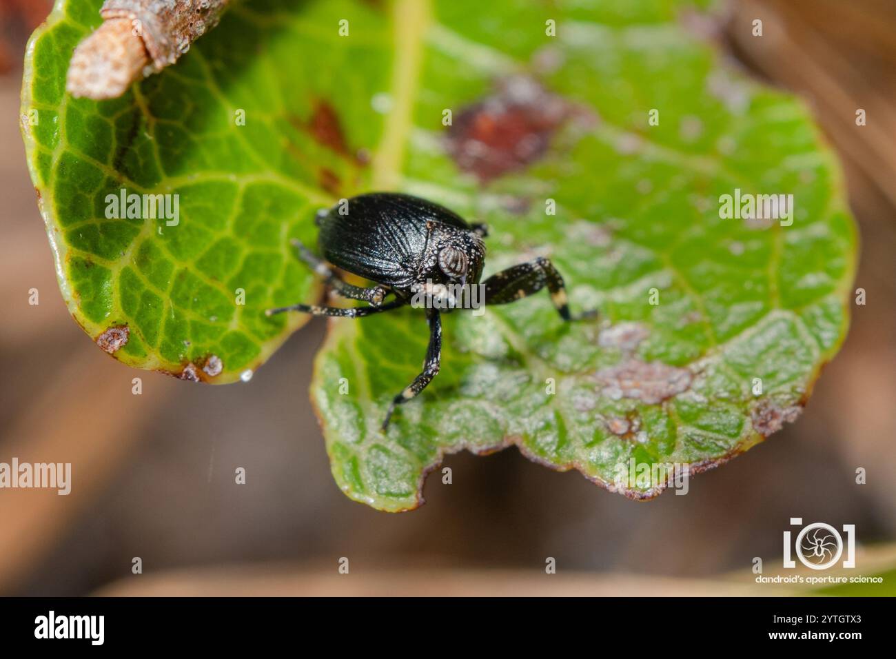 Black Leaf-leg (Phylloscelis atra Stock Photo - Alamy