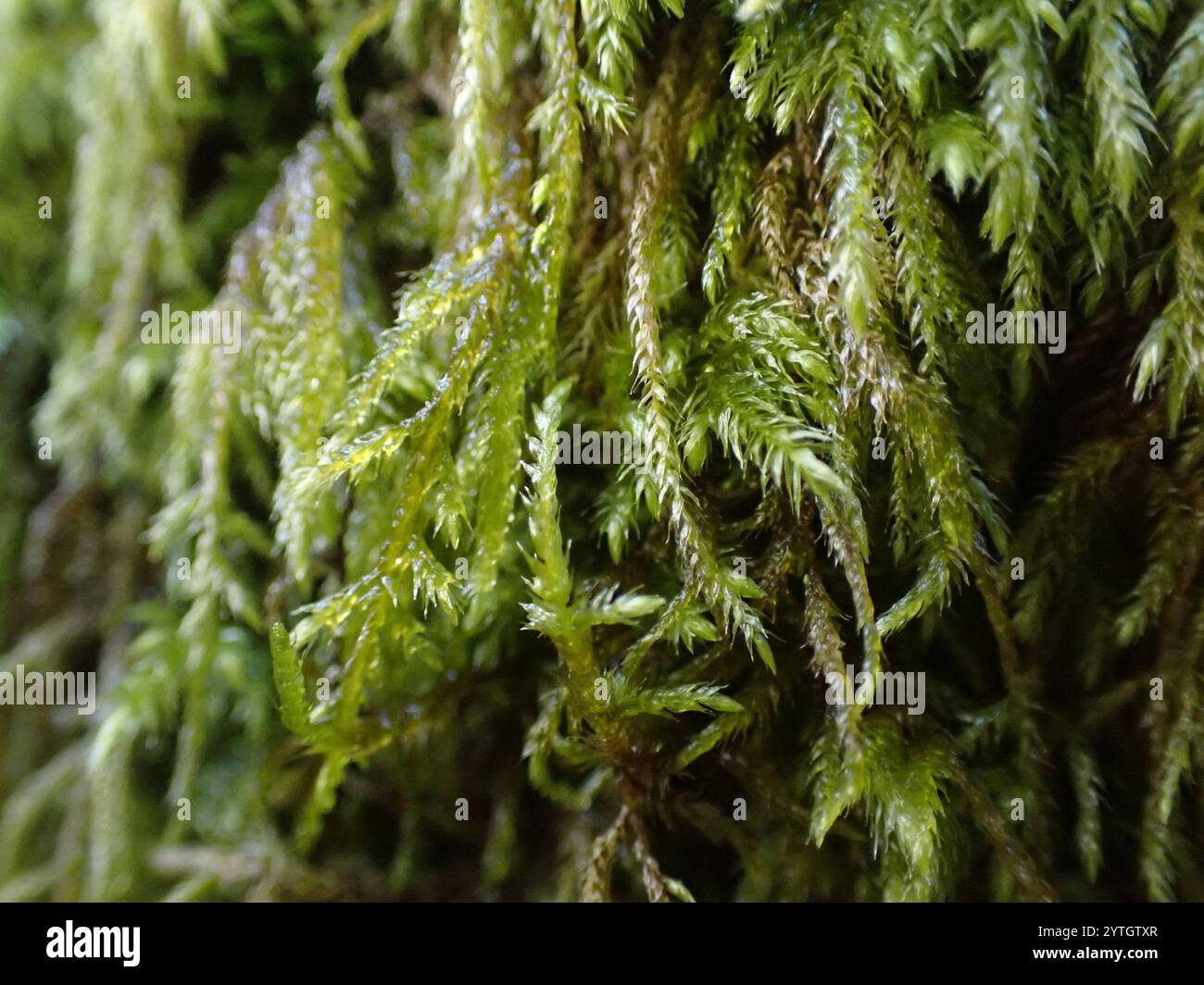 Cat's Tail Moss (Pseudisothecium stoloniferum Stock Photo - Alamy
