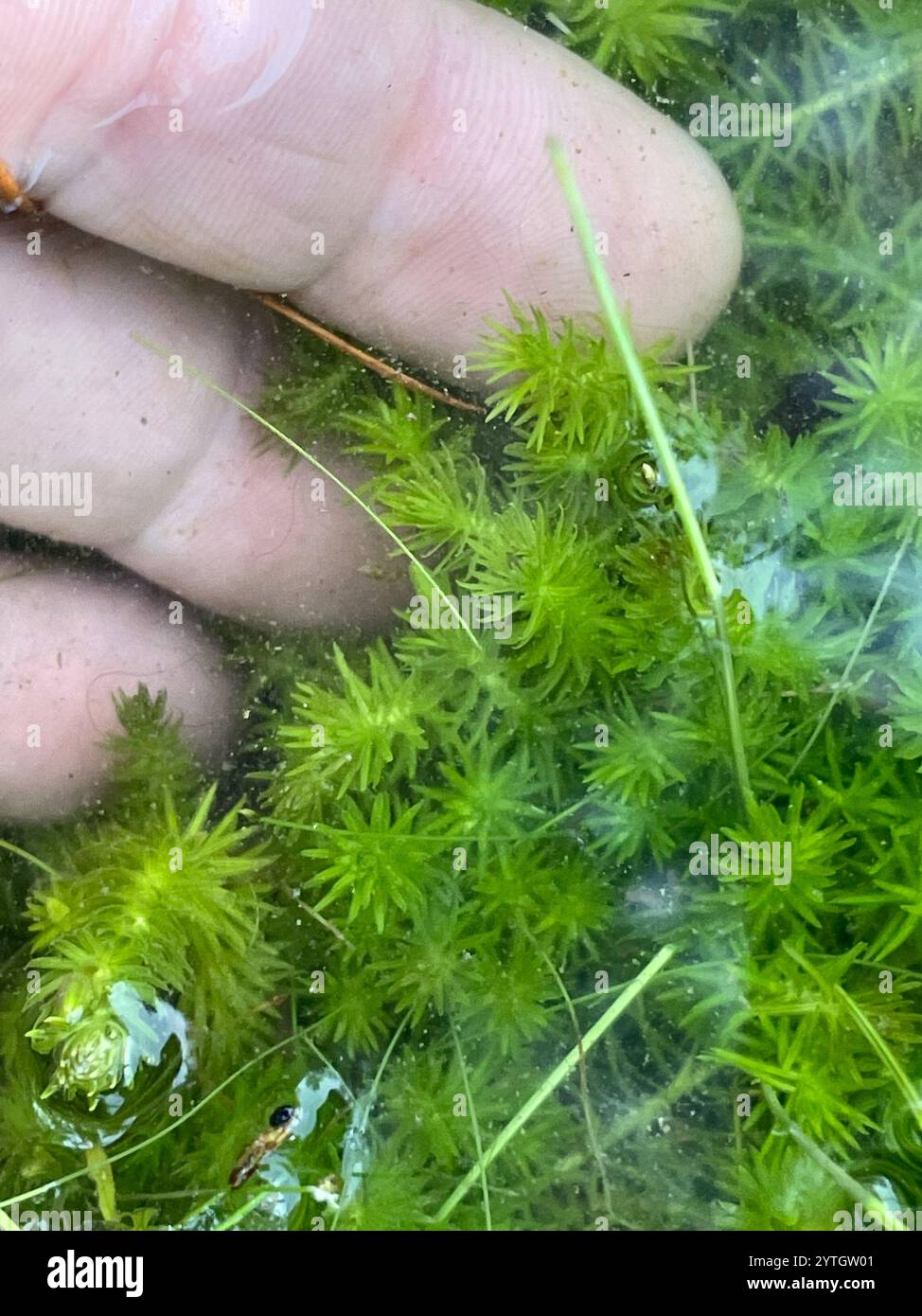 Stream Bogmoss (Mayaca fluviatilis Stock Photo - Alamy