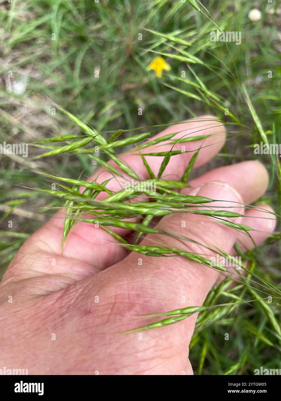 Japanese brome (Bromus japonicus Stock Photo - Alamy