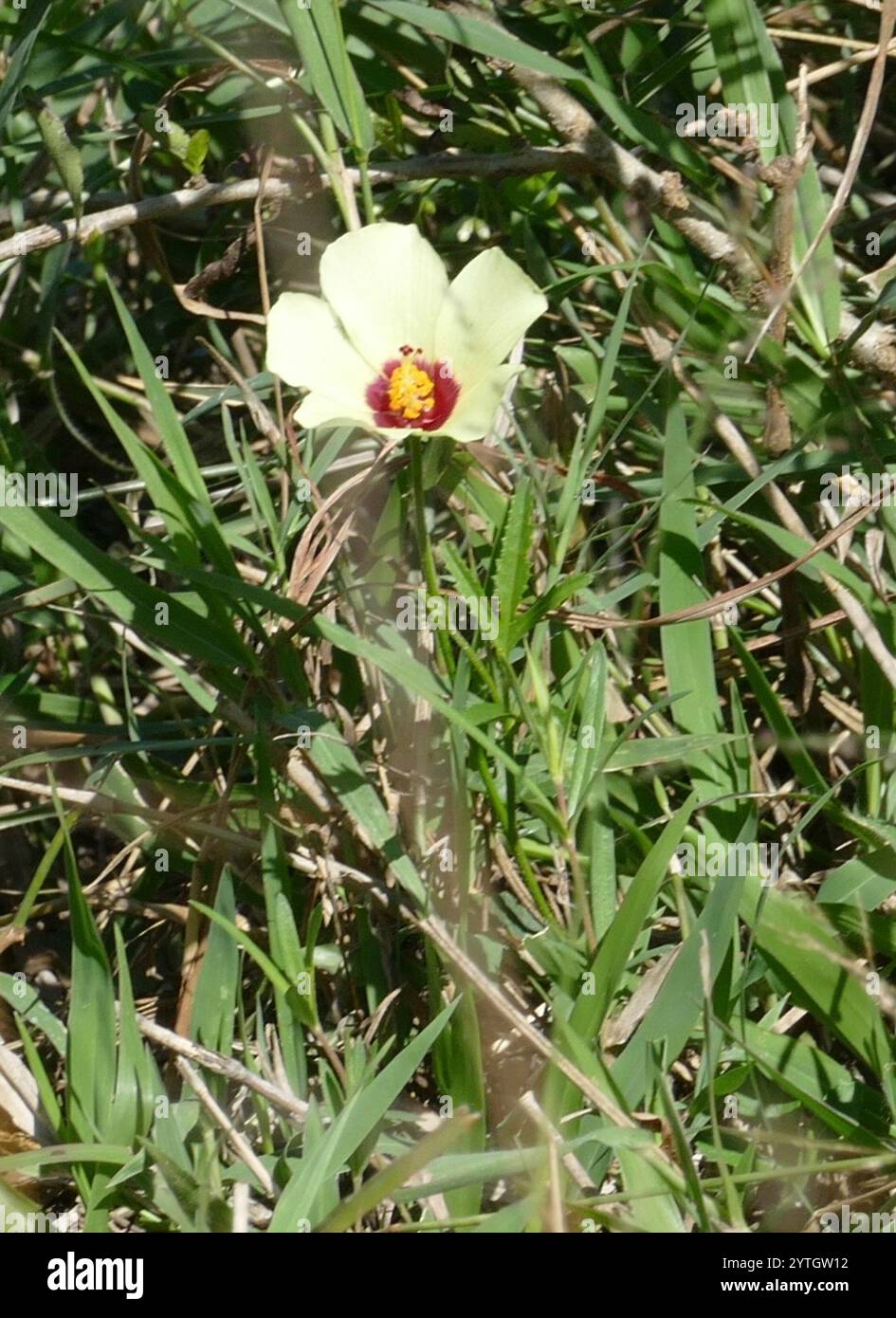 flower-of-an-hour (Hibiscus trionum Stock Photo - Alamy