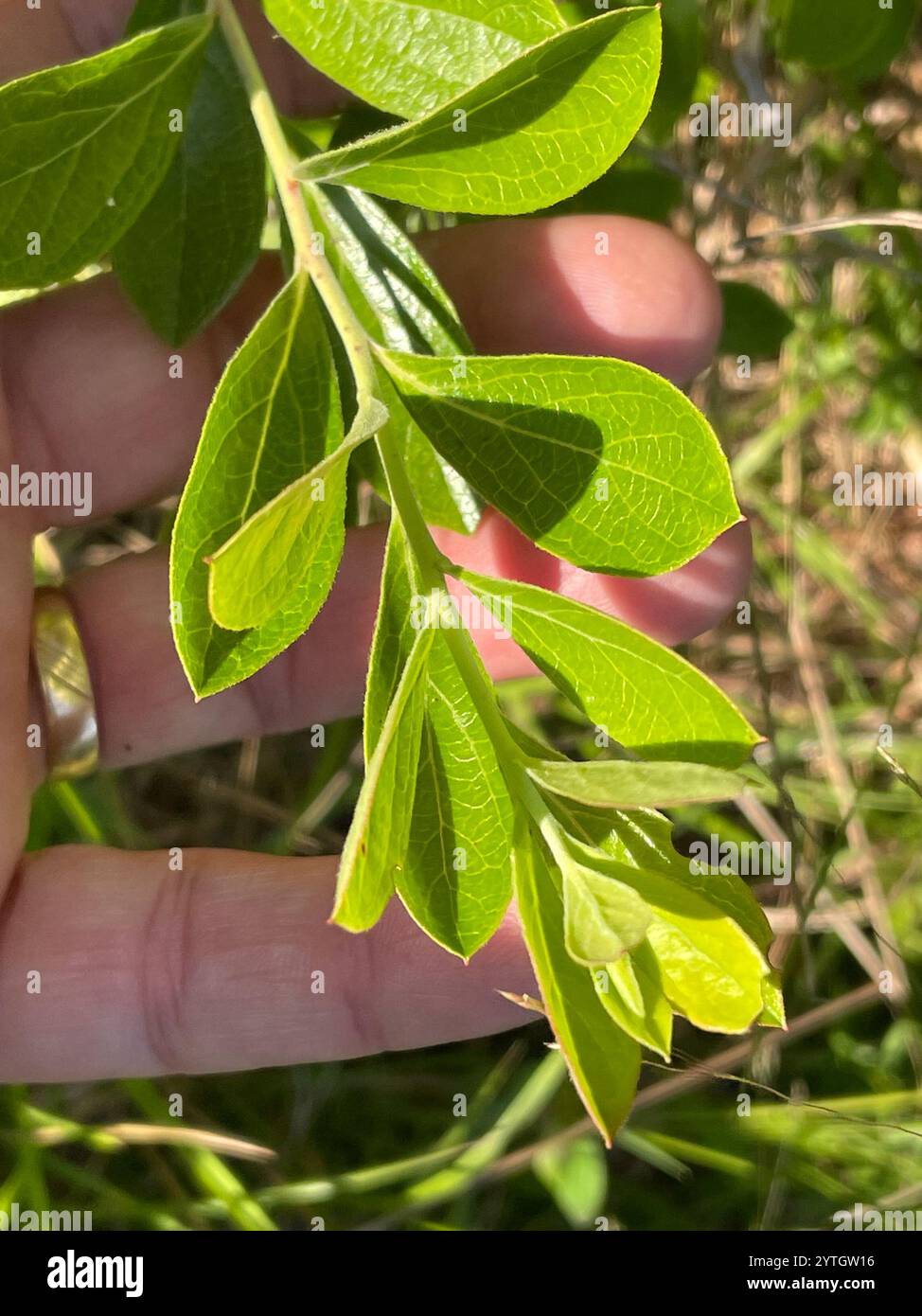dwarf huckleberry (Gaylussacia dumosa Stock Photo - Alamy