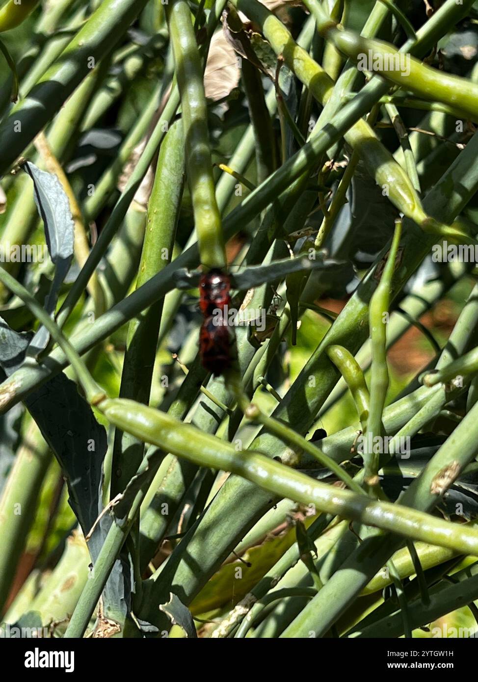 Winged and Once-winged Insects (Pterygota Stock Photo - Alamy