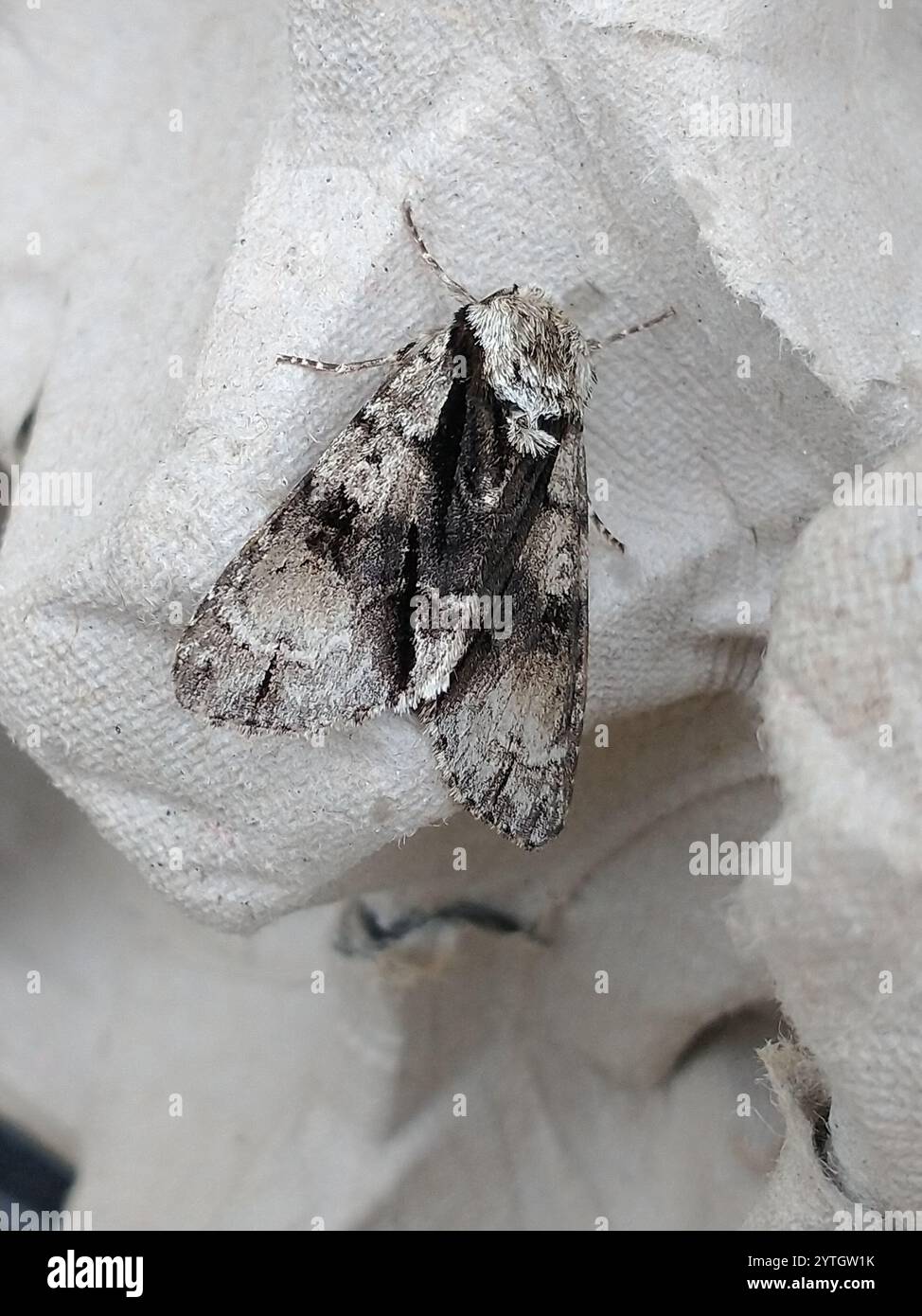 Alder Moth (Acronicta alni Stock Photo - Alamy