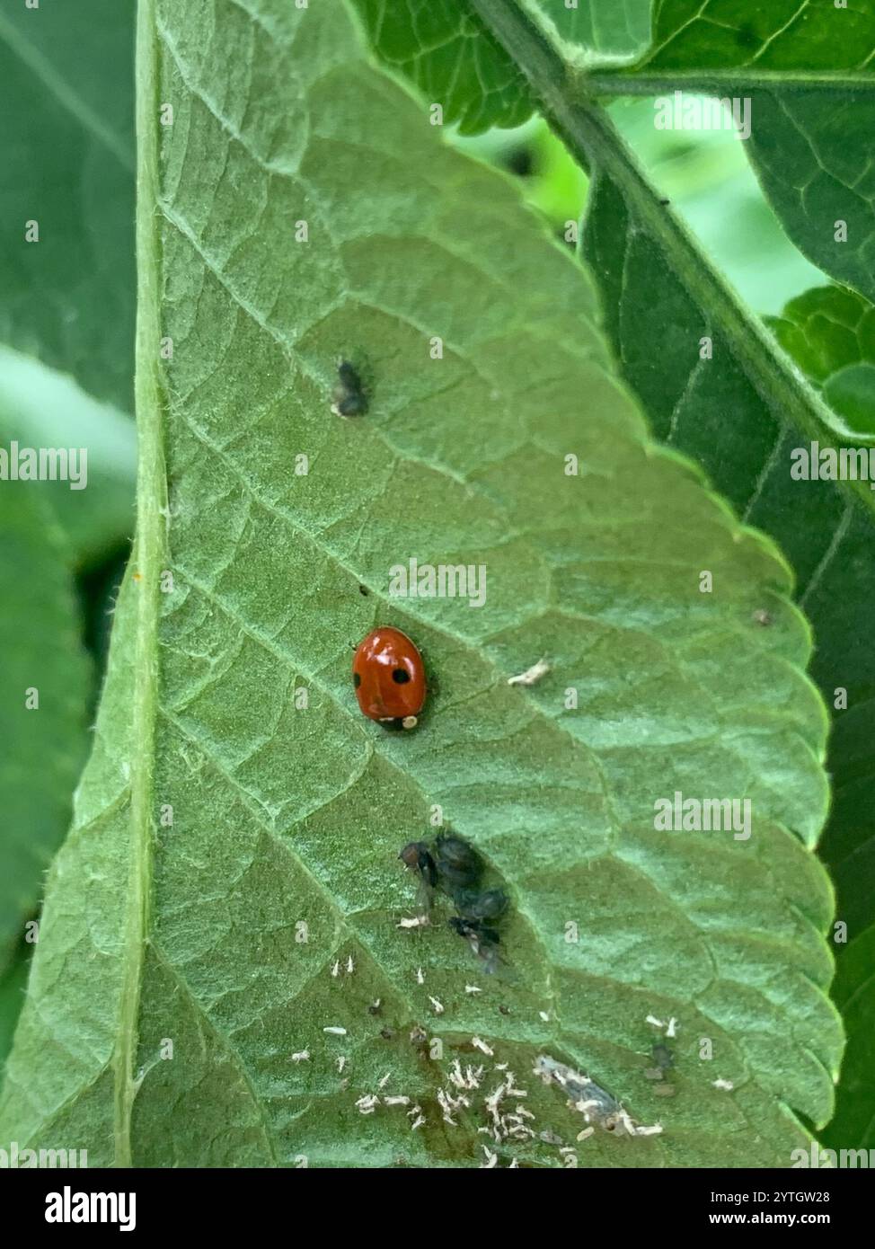 Two-spotted Lady Beetle (Adalia bipunctata Stock Photo - Alamy