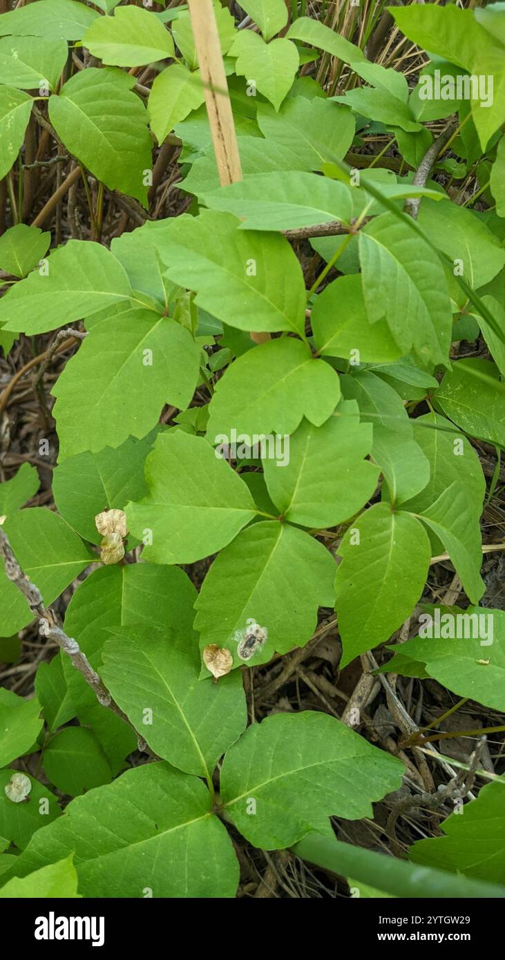 western poison ivy (Toxicodendron rydbergii Stock Photo - Alamy