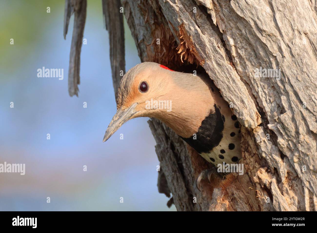 Northern Flicker (Colaptes auratus Stock Photo - Alamy