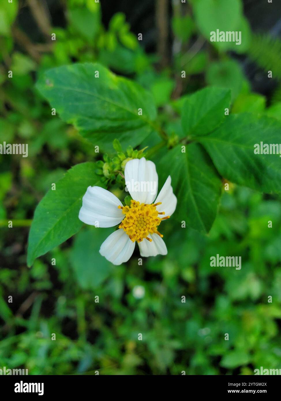 White beggarticks (Bidens alba Stock Photo - Alamy
