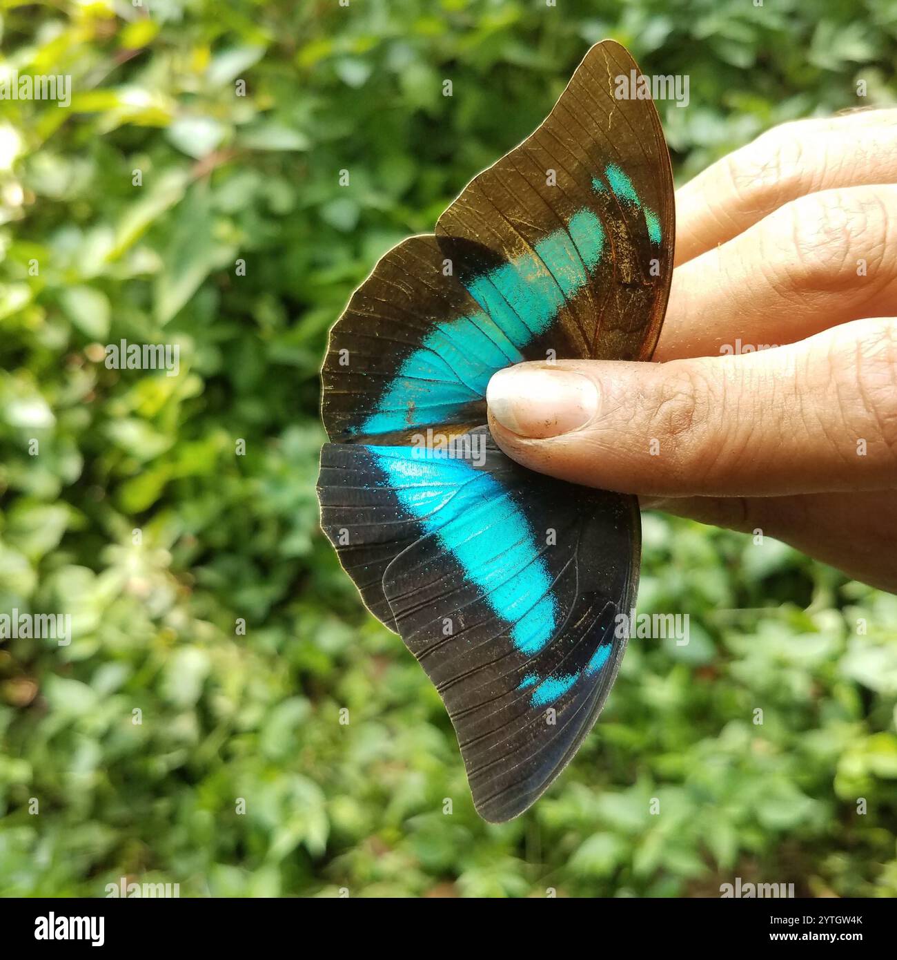 One-spotted Prepona (Archaeoprepona demophon Stock Photo - Alamy