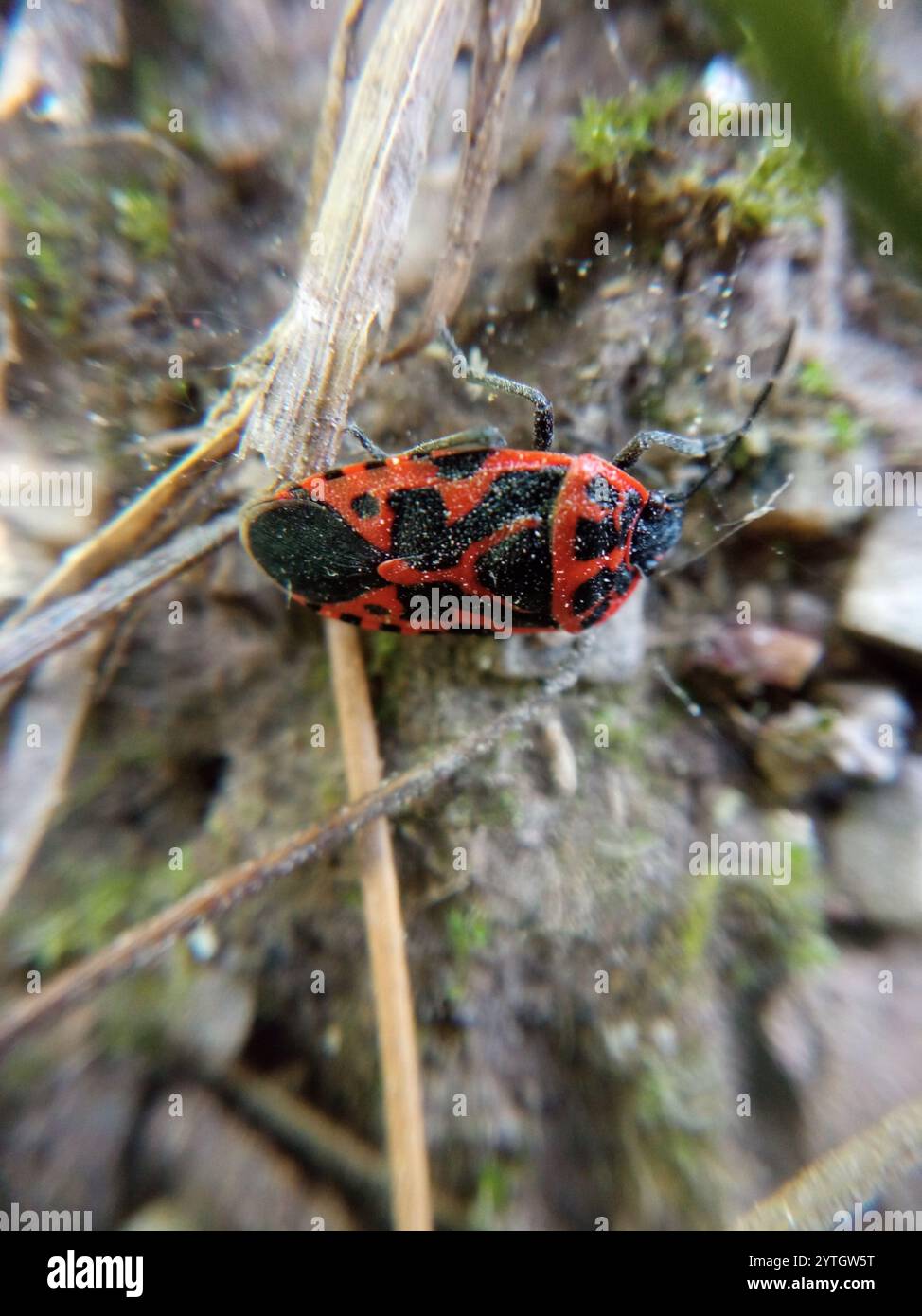 cruciferous bug (Eurydema ventralis Stock Photo - Alamy