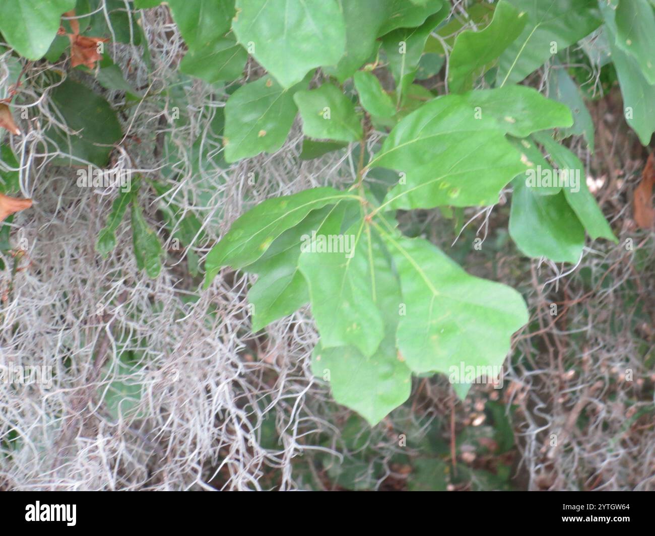 water oak (Quercus nigra Stock Photo - Alamy
