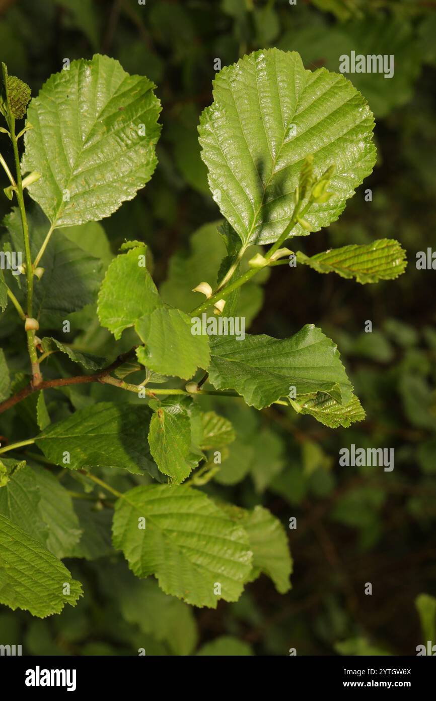 common alder (Alnus glutinosa Stock Photo - Alamy