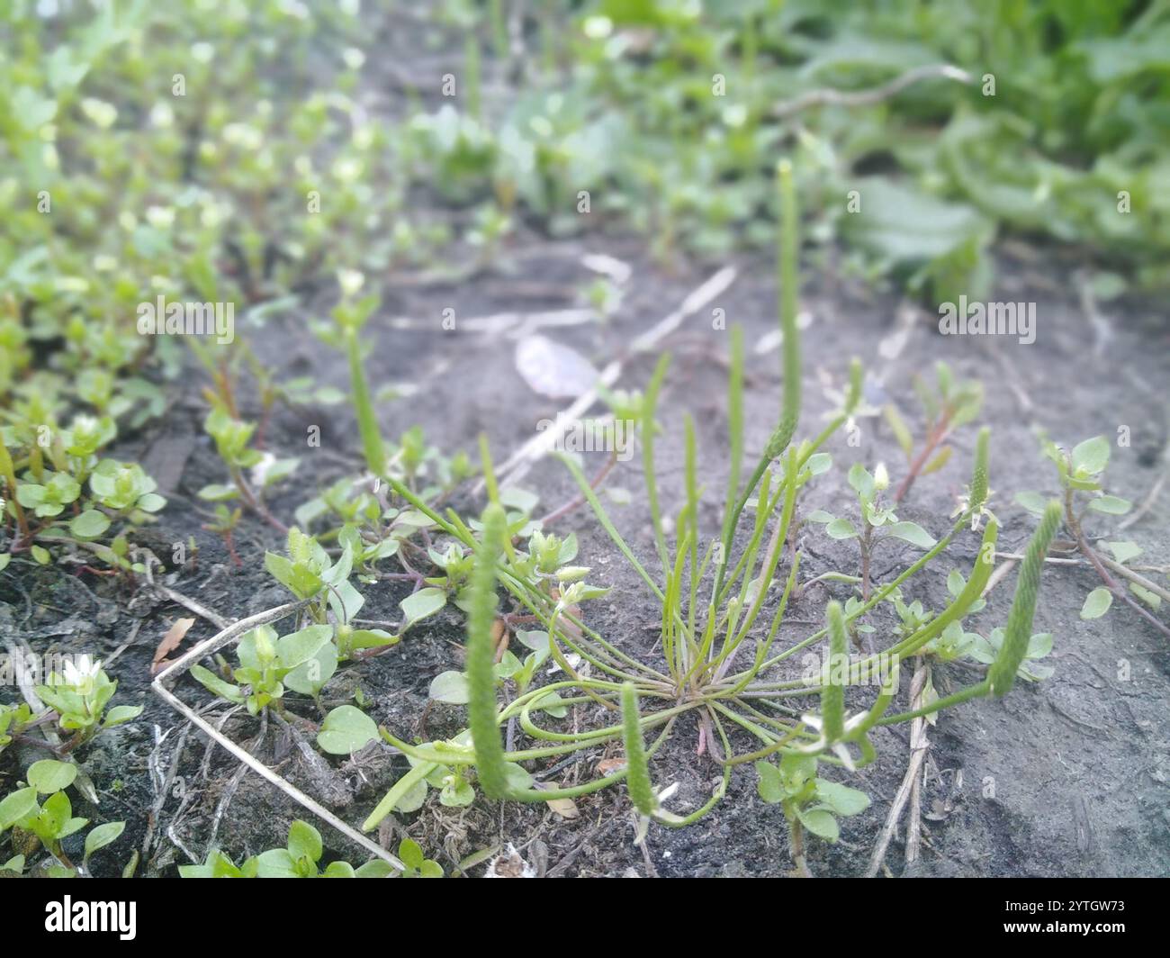 Tiny Mousetail (Myosurus minimus Stock Photo - Alamy