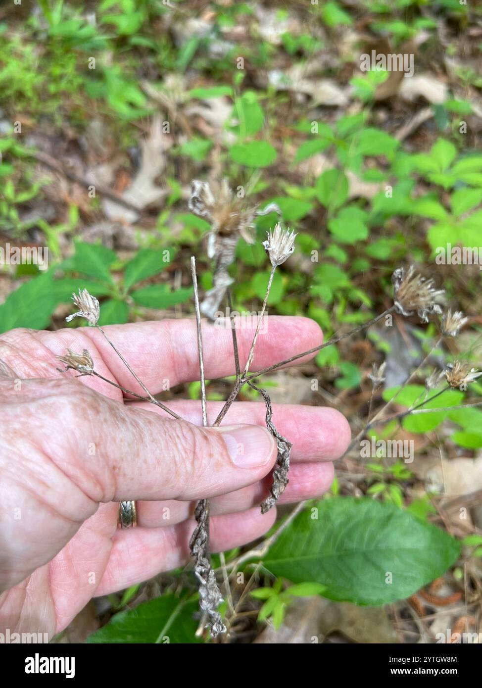 common elephant's-foot (Elephantopus tomentosus Stock Photo - Alamy