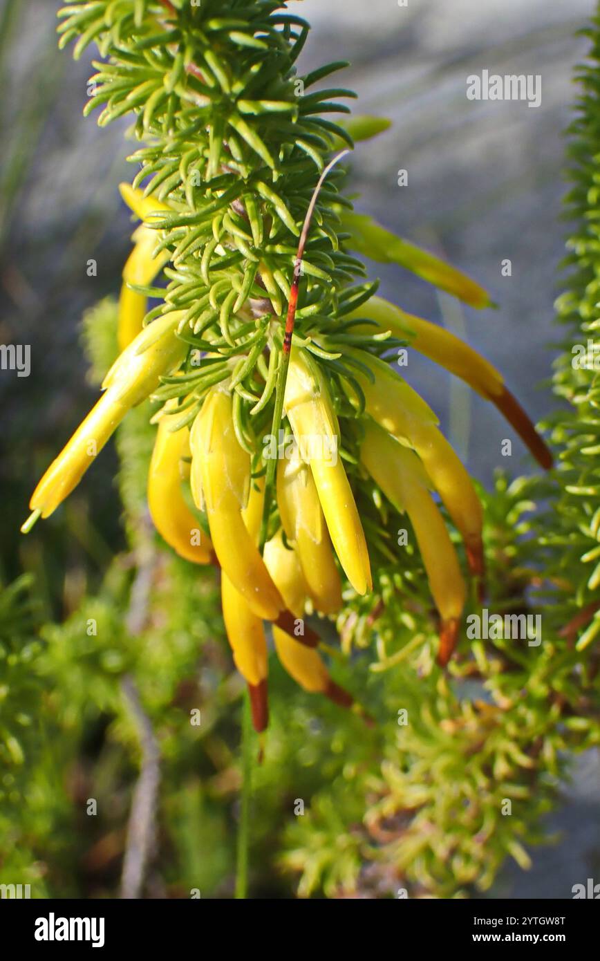 Erica coccinea coccinea hi-res stock photography and images - Alamy