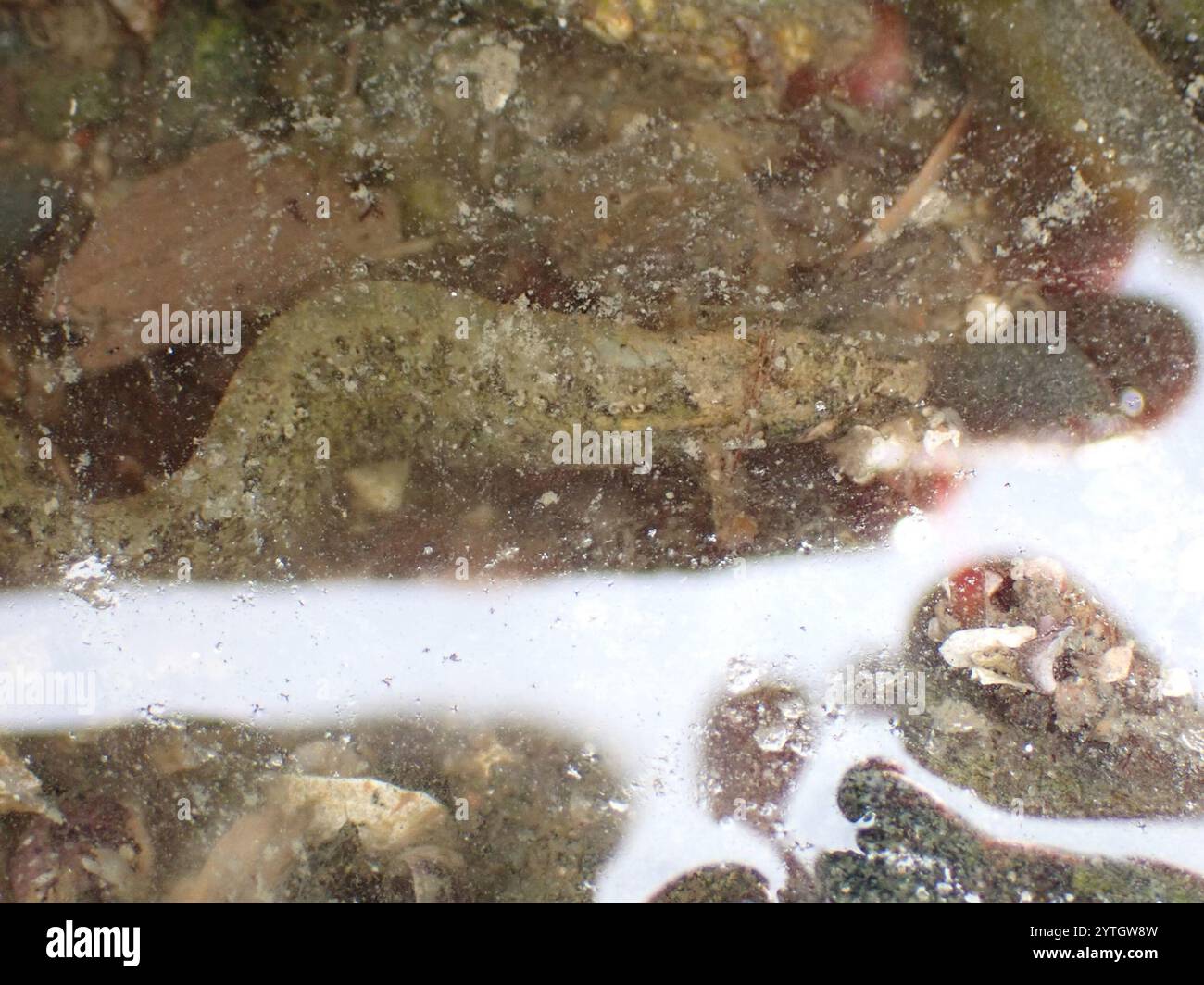 High Cockscomb (Anoplarchus purpurescens Stock Photo - Alamy