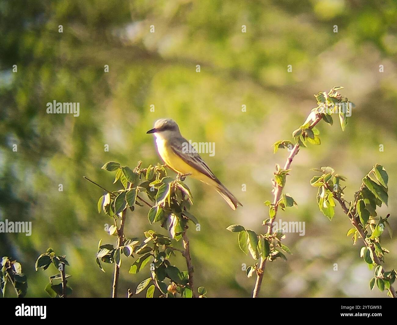 Tropical Kingbird (Tyrannus melancholicus Stock Photo - Alamy
