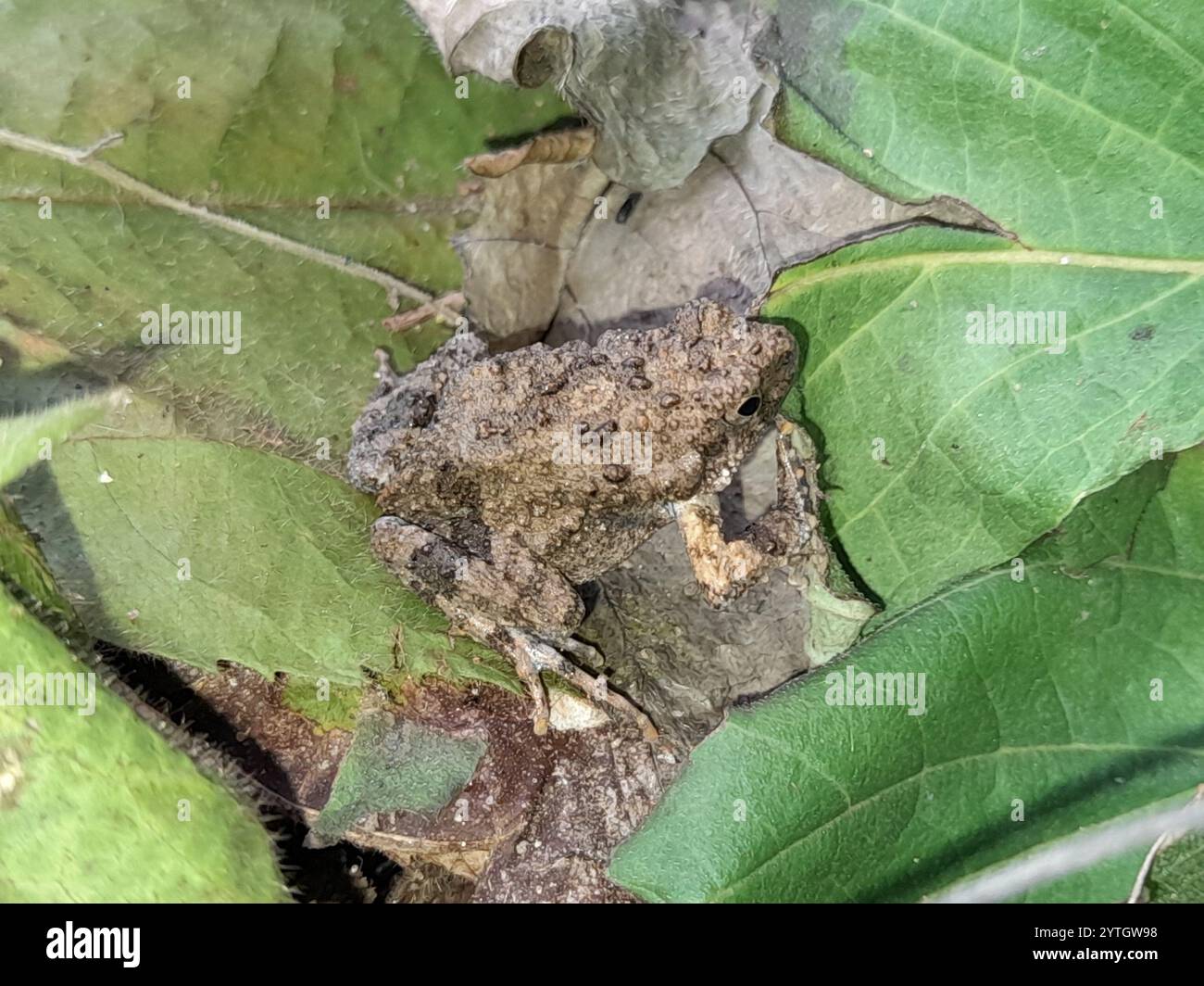 Tungara frog hi-res stock photography and images - Alamy