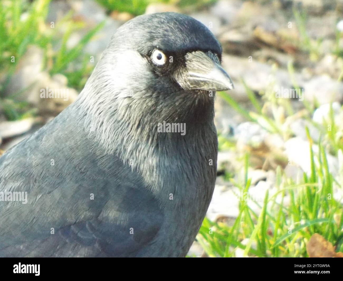 Eurasian Jackdaw (Coloeus monedula Stock Photo - Alamy