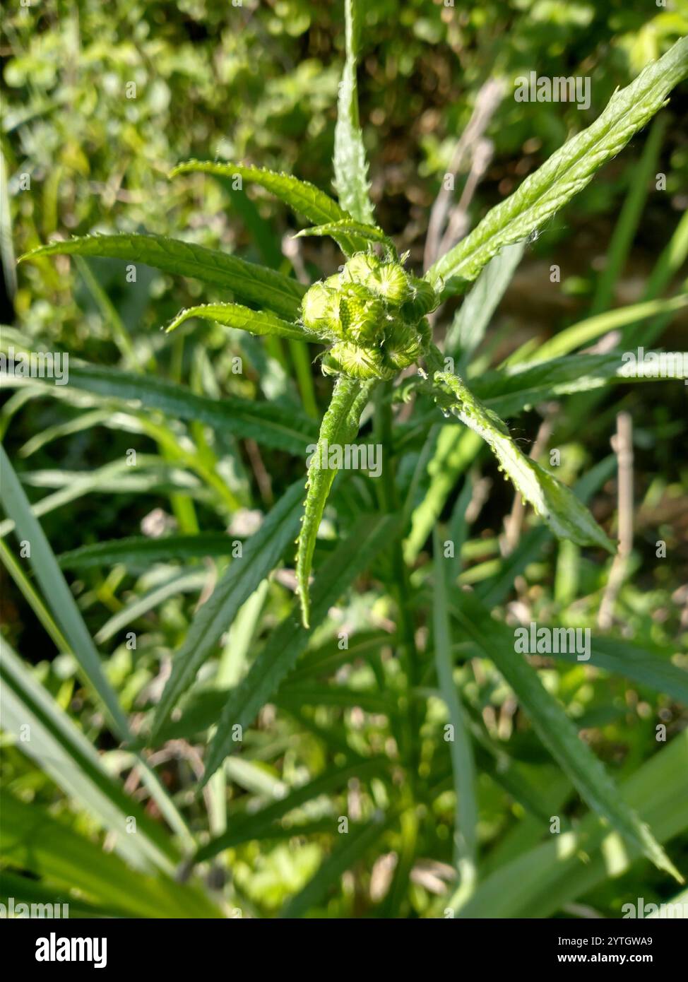 Fen ragwort hi-res stock photography and images - Alamy