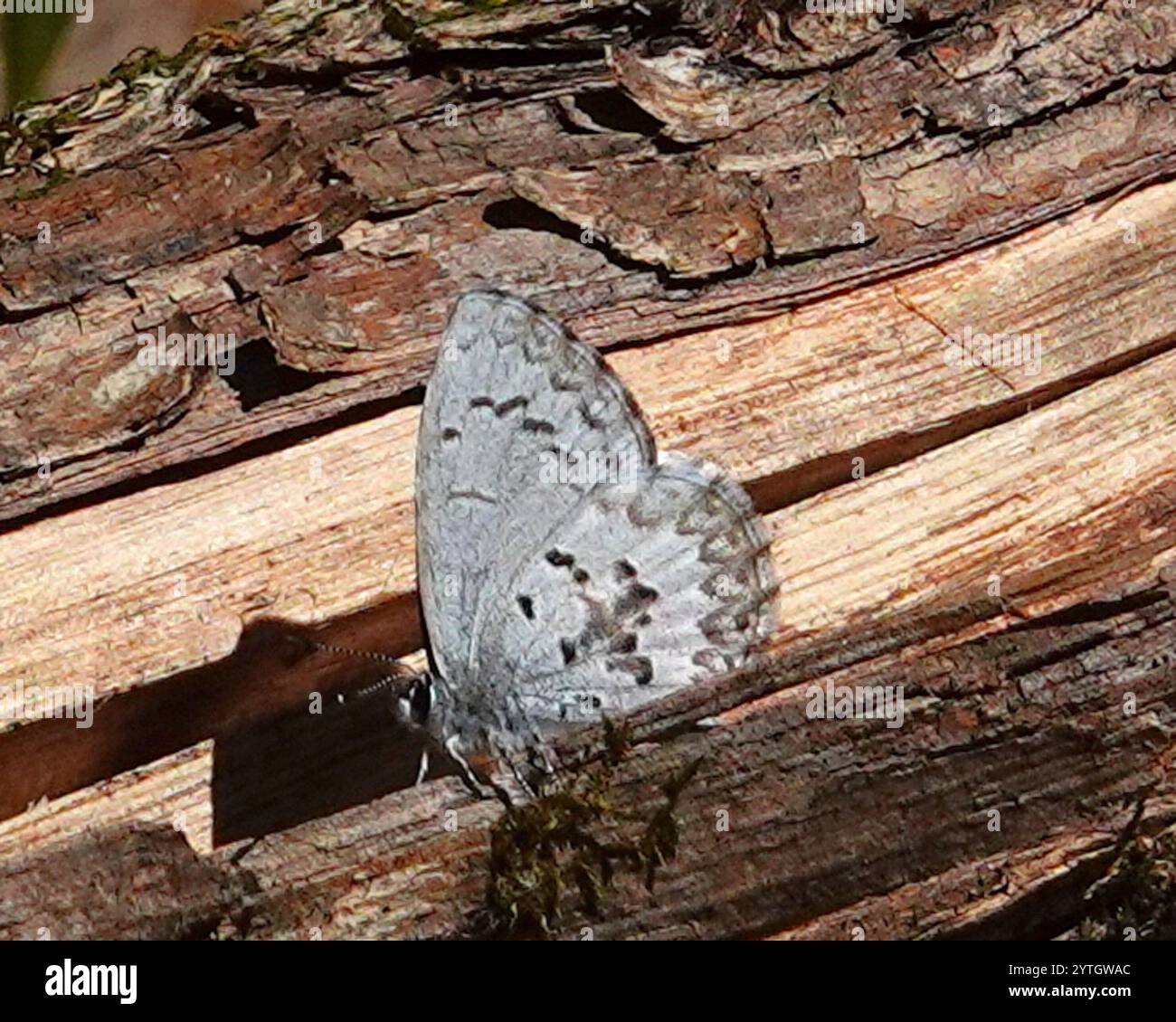 Northern Azure (Celastrina lucia Stock Photo - Alamy