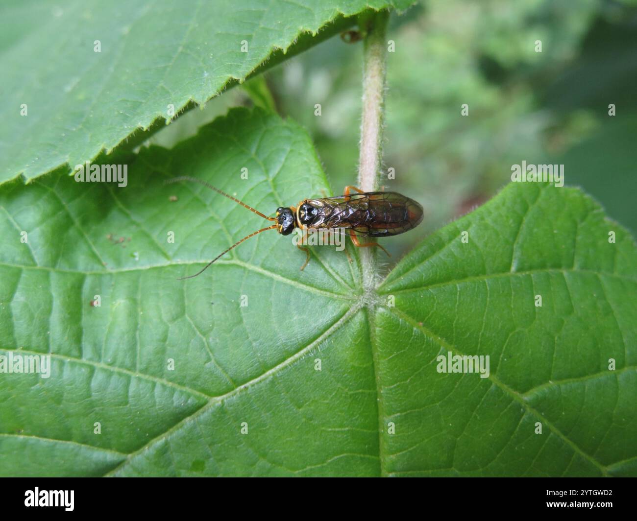 Web-spinning Sawflies (Pamphiliidae Stock Photo - Alamy