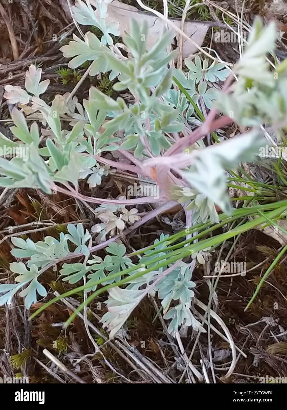 rock harlequin (Capnoides sempervirens Stock Photo - Alamy