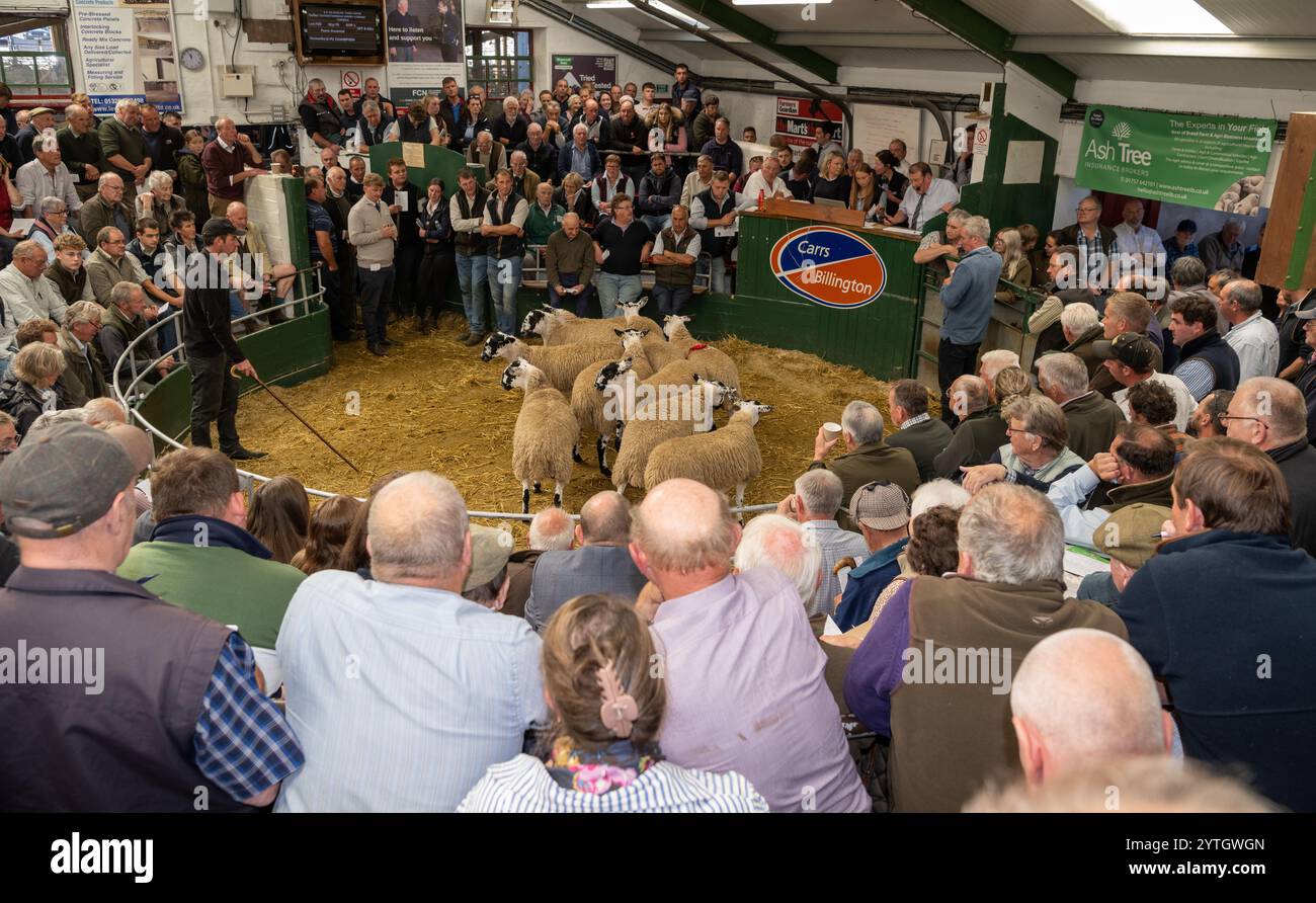 Sale of North of England mule gimmer lambs at Hawes, North Yorkshire ...