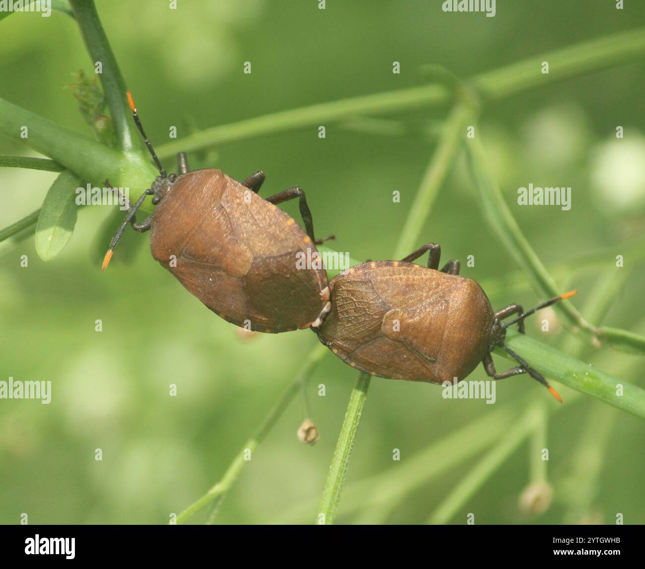 Coridius hi-res stock photography and images - Alamy