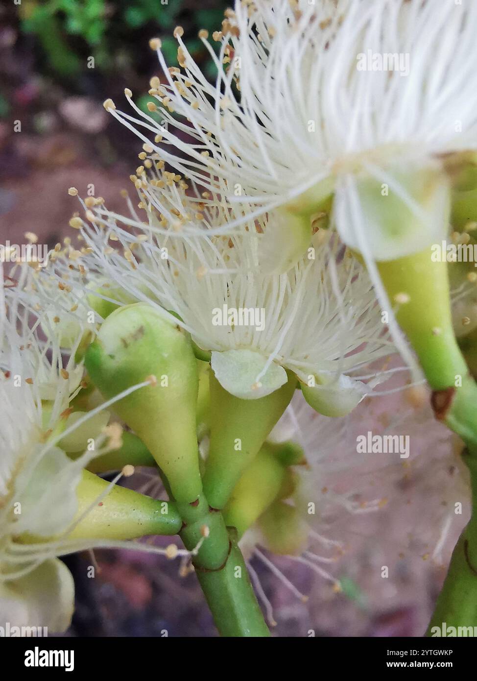 Sea Apple (Syzygium grande Stock Photo - Alamy