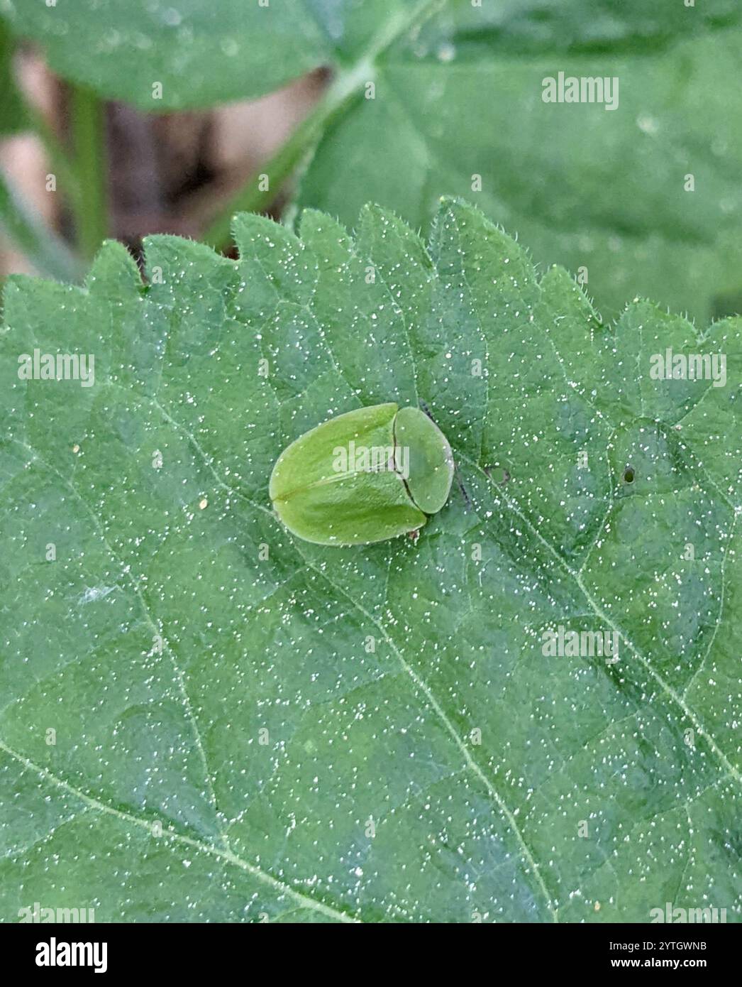 Green Tortoise Beetle (Cassida viridis Stock Photo - Alamy