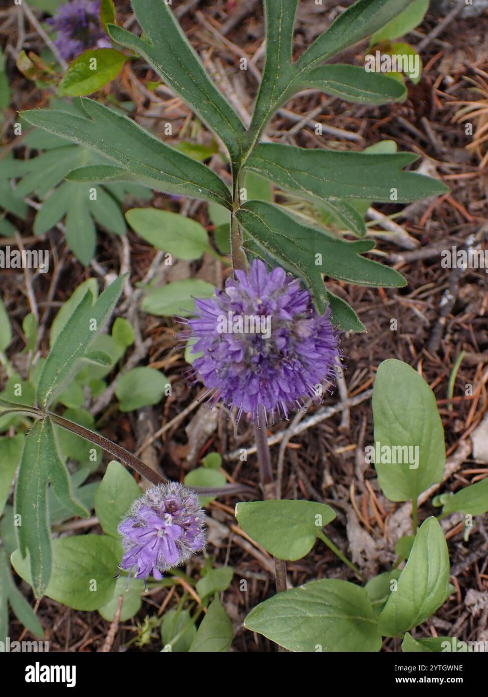 ballhead waterleaf (Hydrophyllum capitatum Stock Photo - Alamy