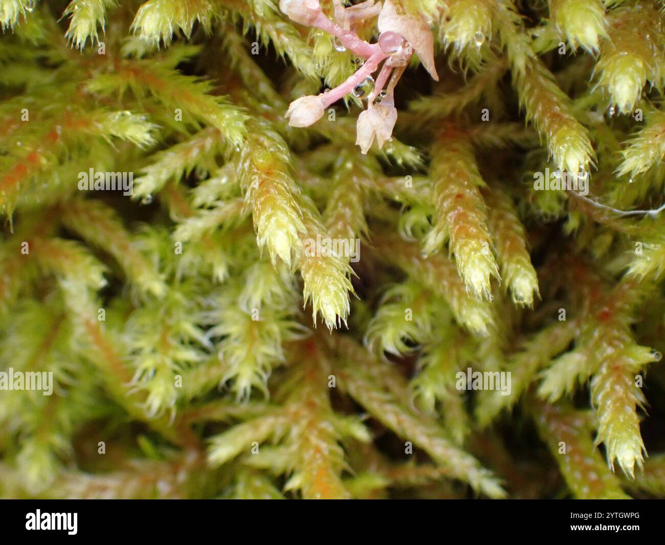 Pendulous Wing-moss (Antitrichia curtipendula Stock Photo - Alamy