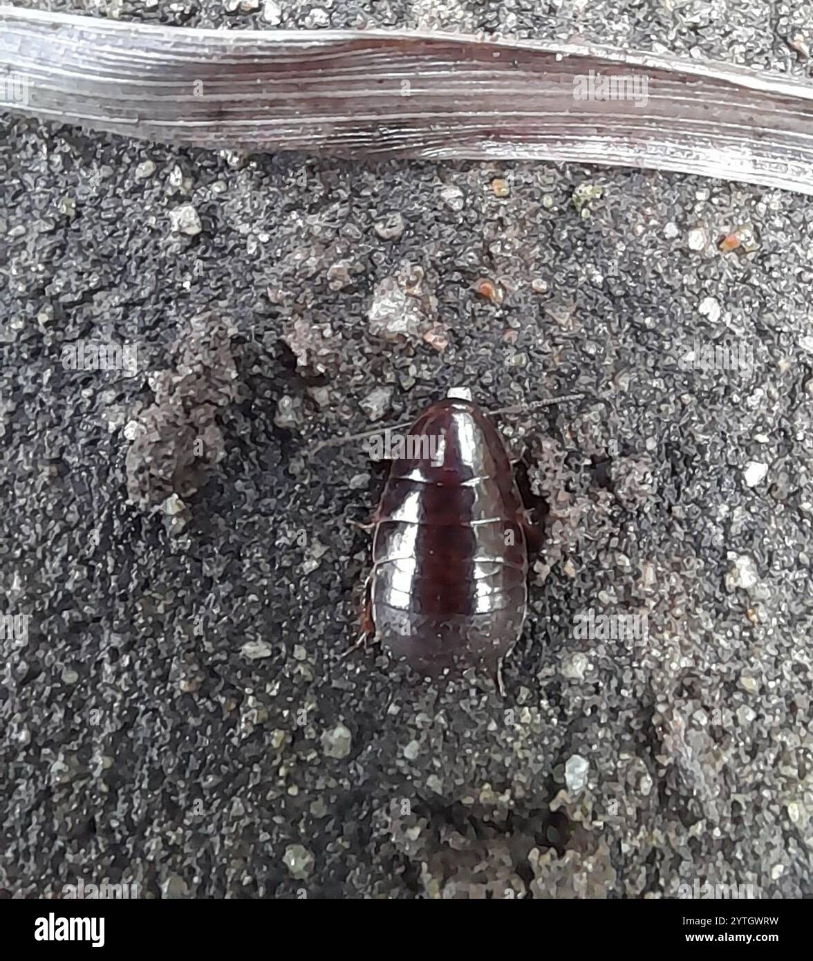 Surinam Cockroach (Pycnoscelus surinamensis Stock Photo - Alamy