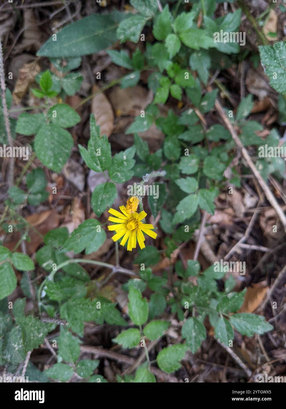 Wall hawkweed (Hieracium murorum Stock Photo - Alamy